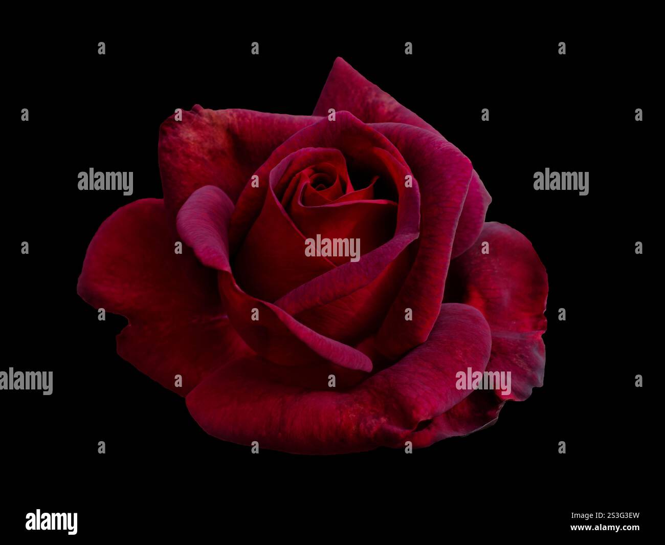 Single Dark red rose is on black background. Detail for creating a collage Stock Photo - Alamy