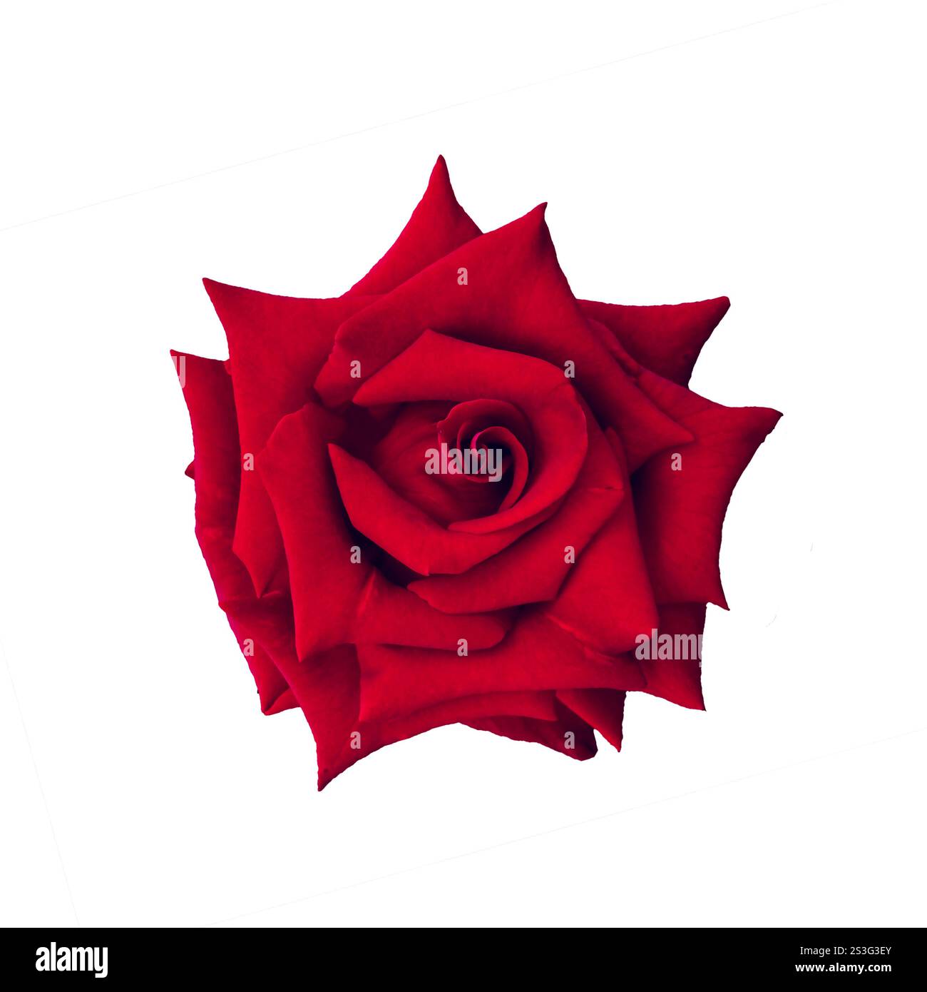 Single Bright red rose is on white background. Detail for creating a ...