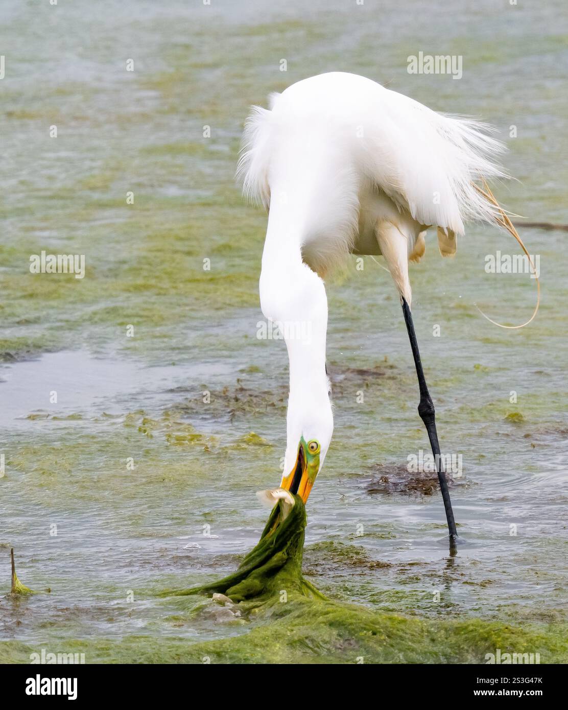 Great Egret (Ardea alba) working to consume a fish caught in seaweed ...