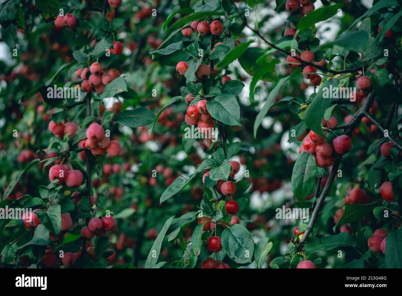 A close-up photograph shows numerous small, red apples clustered on the ...
