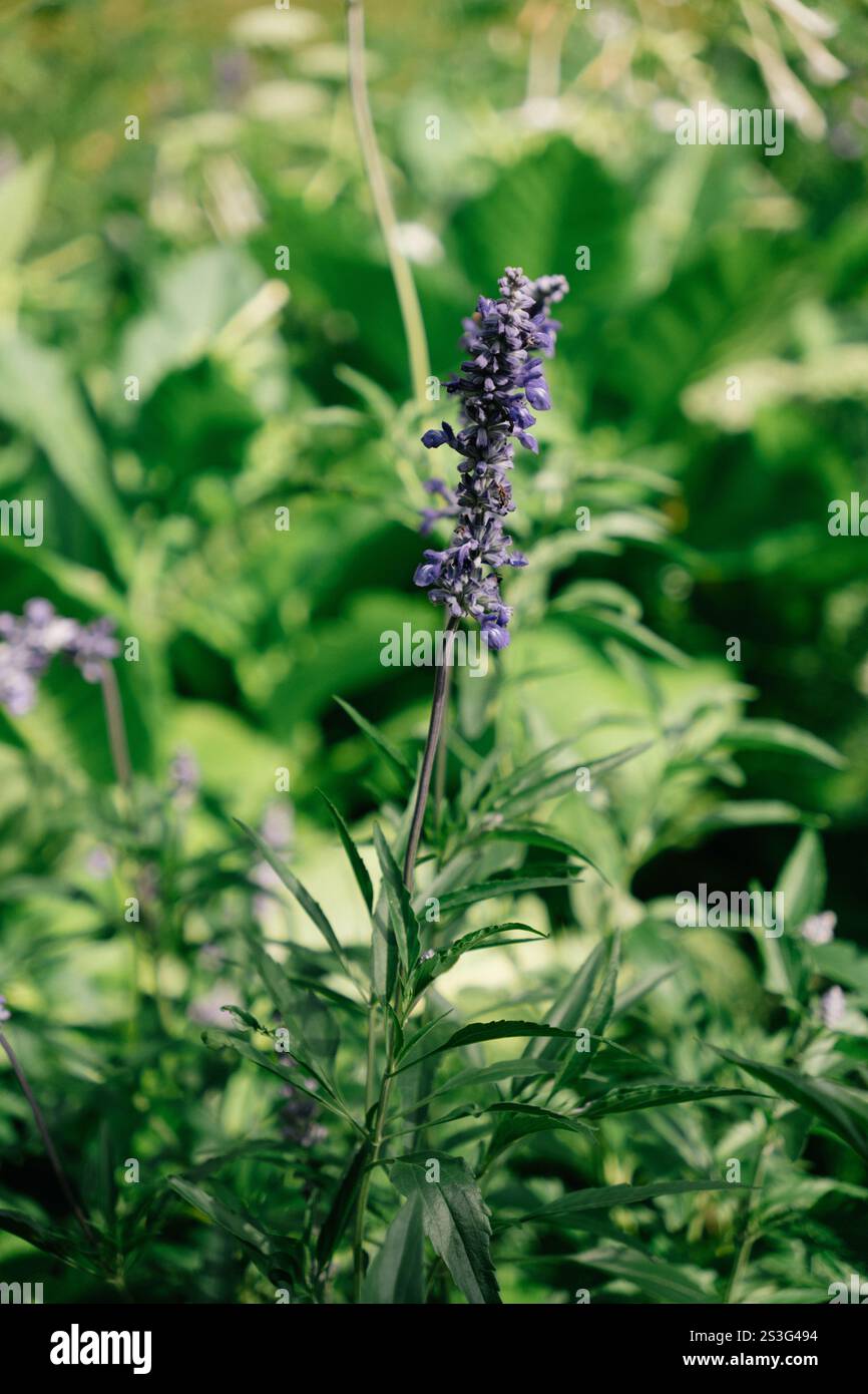 A single stalk of purple Salvia flowers stands out against a blurred ...