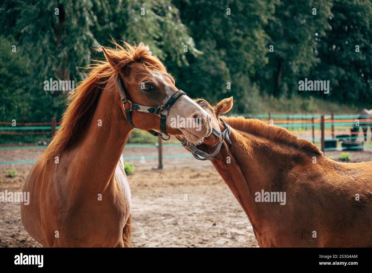 Two chestnut horses in a paddock interact; one horse's head is nuzzling ...