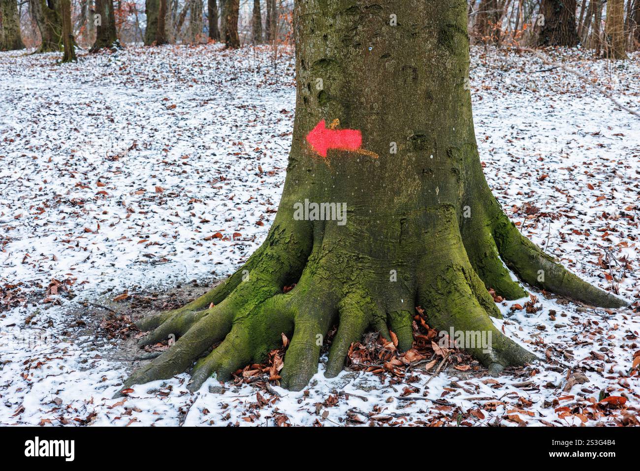A red arrow is a route indicator on a tree trunk in a snow-covered park ...