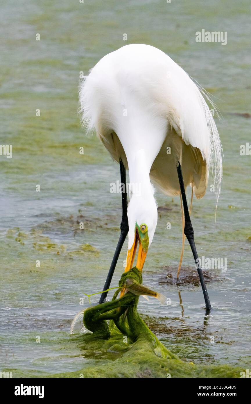 Great Egret (Ardea alba) working to consume a fish caught in seaweed ...
