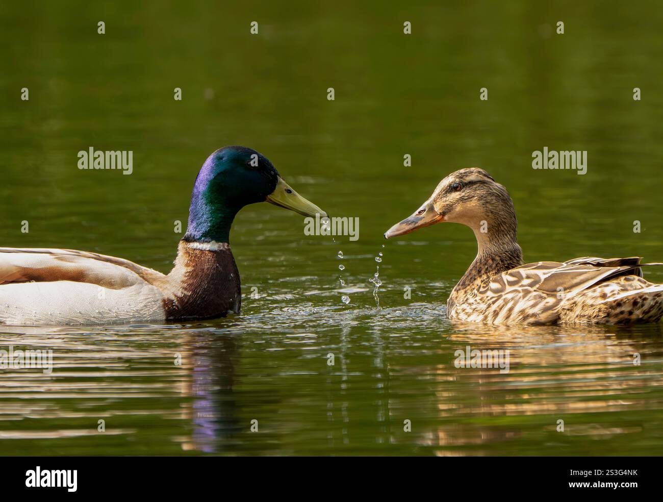 Drake Mallard and Hen Mallard Encounter on the Lake Stock Photo - Alamy