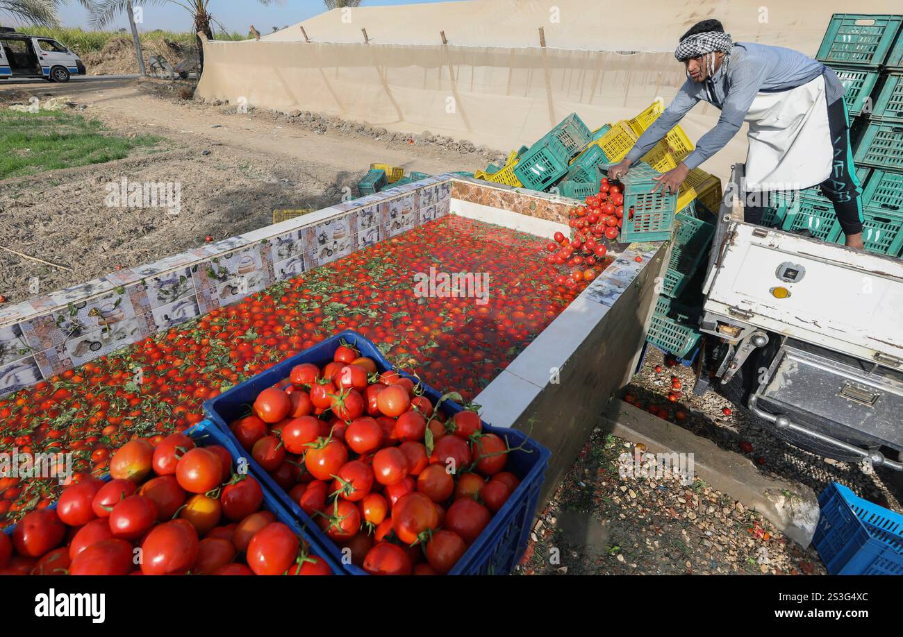 Sun dried tomatoes in Luxor, Egypt Egyptian workers prepare tomatoes in ...