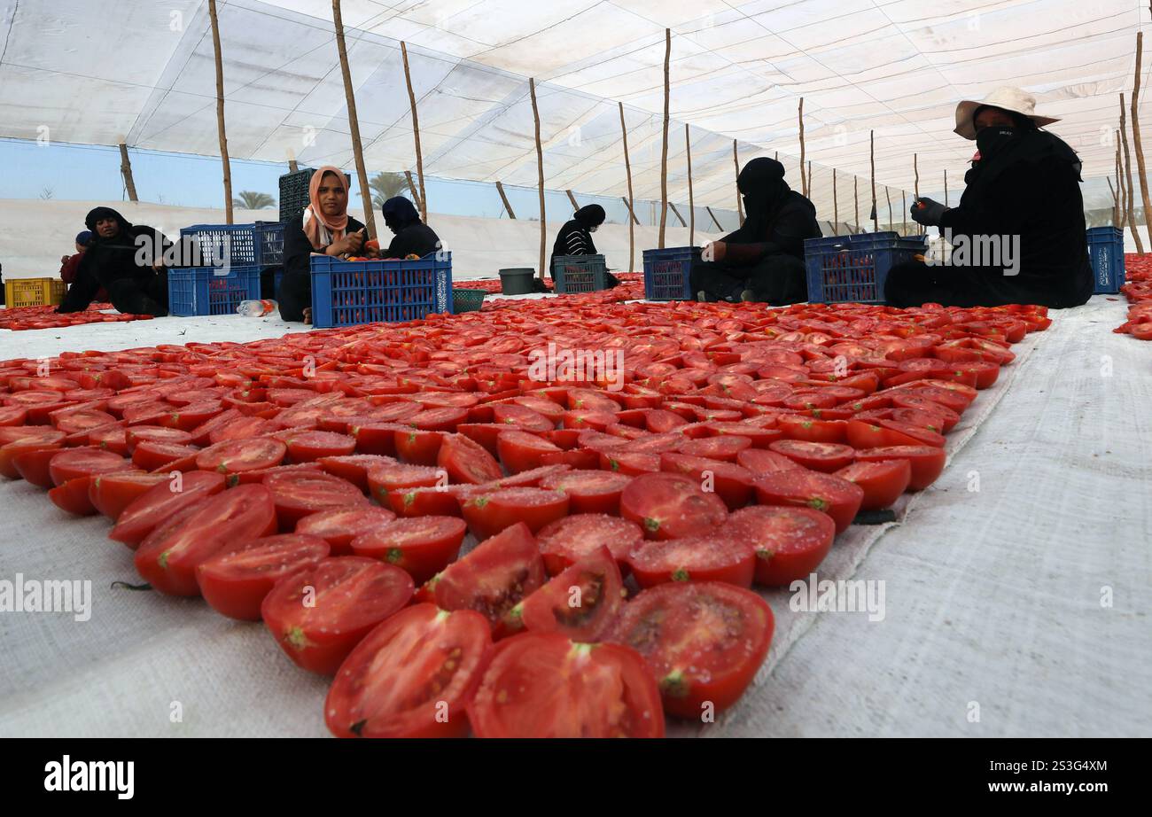 Sun dried tomatoes in Luxor, Egypt Egyptian workers prepare tomatoes in ...