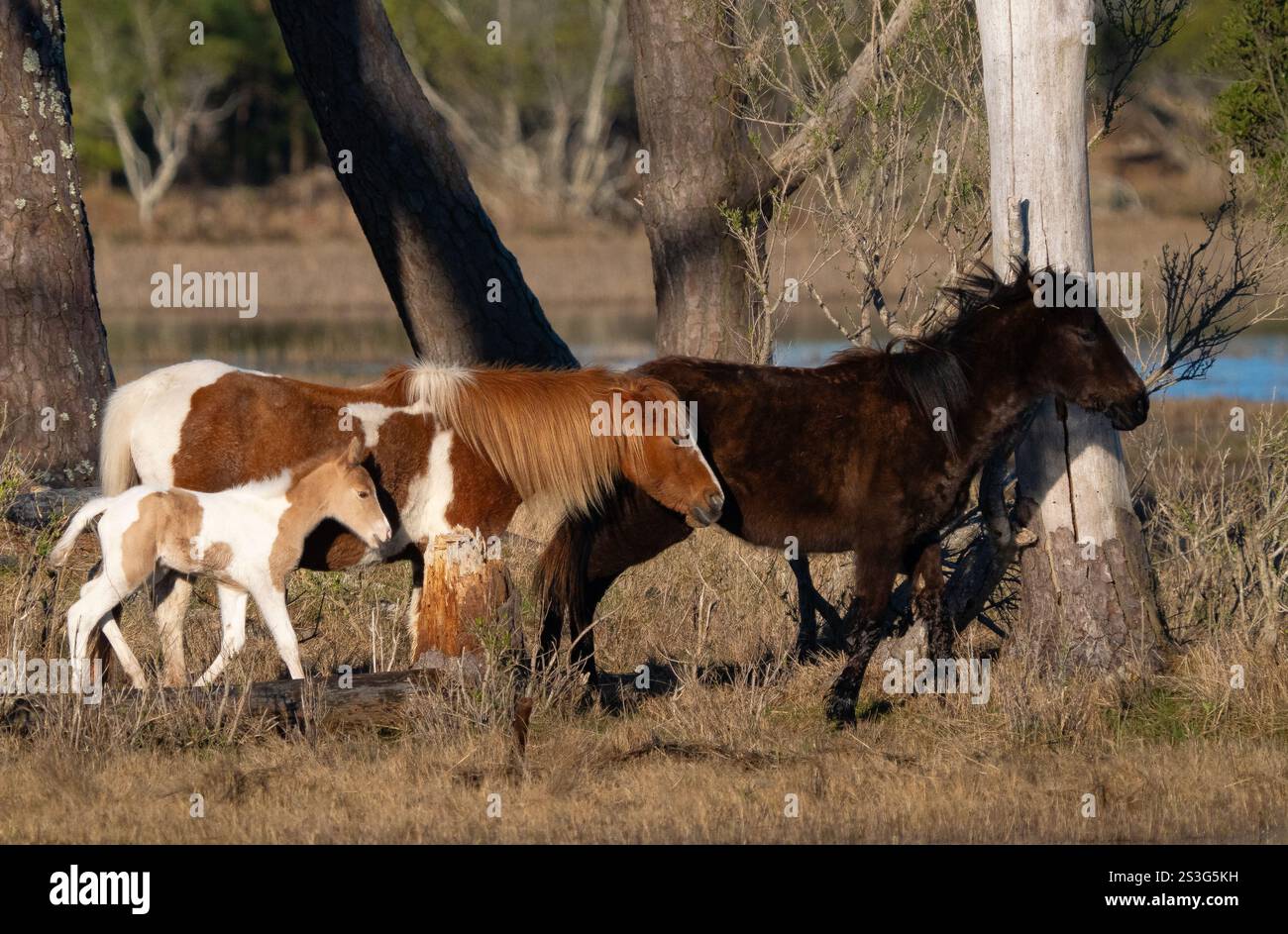 Chincoteague national wildlife refuge hi-res stock photography and ...