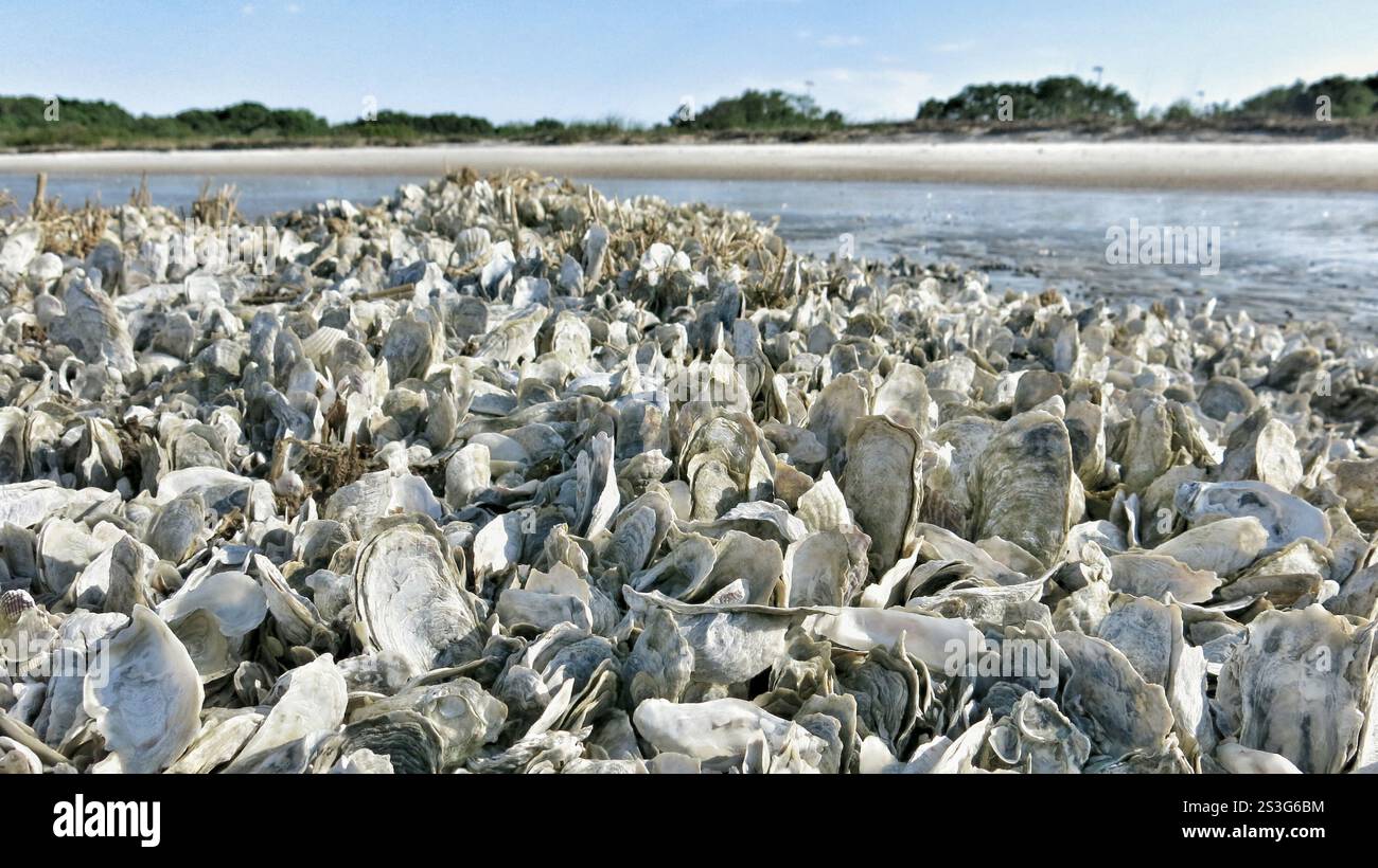 South Carolina Beach Oyster Shell Harvesting Stock Photo - Alamy