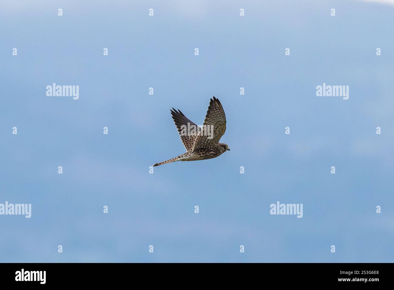 Kestrel, a small raptor feeding on small mammals and insects ...