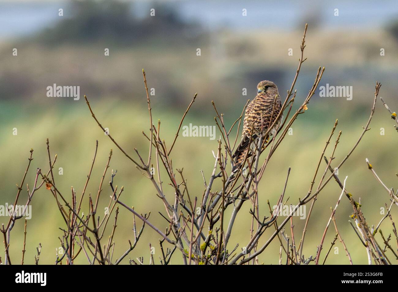 Kestrel, a small raptor feeding on small mammals and insects ...