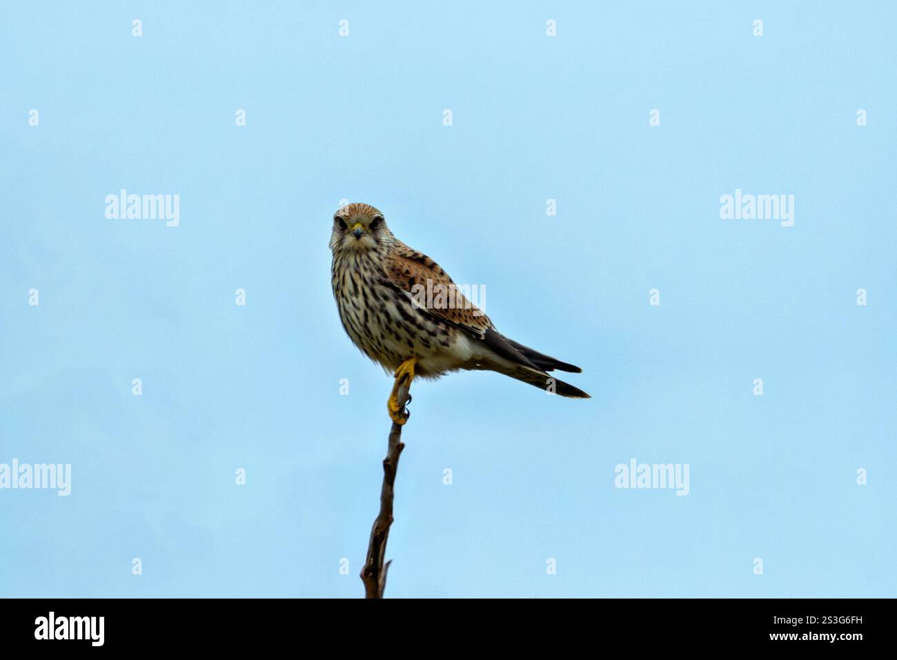 Kestrel, a small raptor feeding on small mammals and insects ...