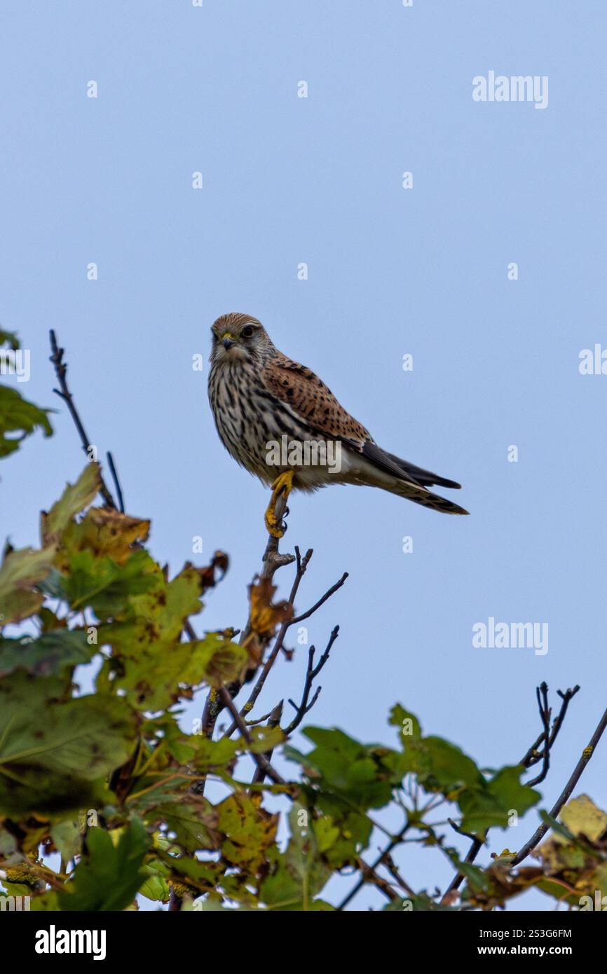 Kestrel, a small raptor feeding on small mammals and insects ...
