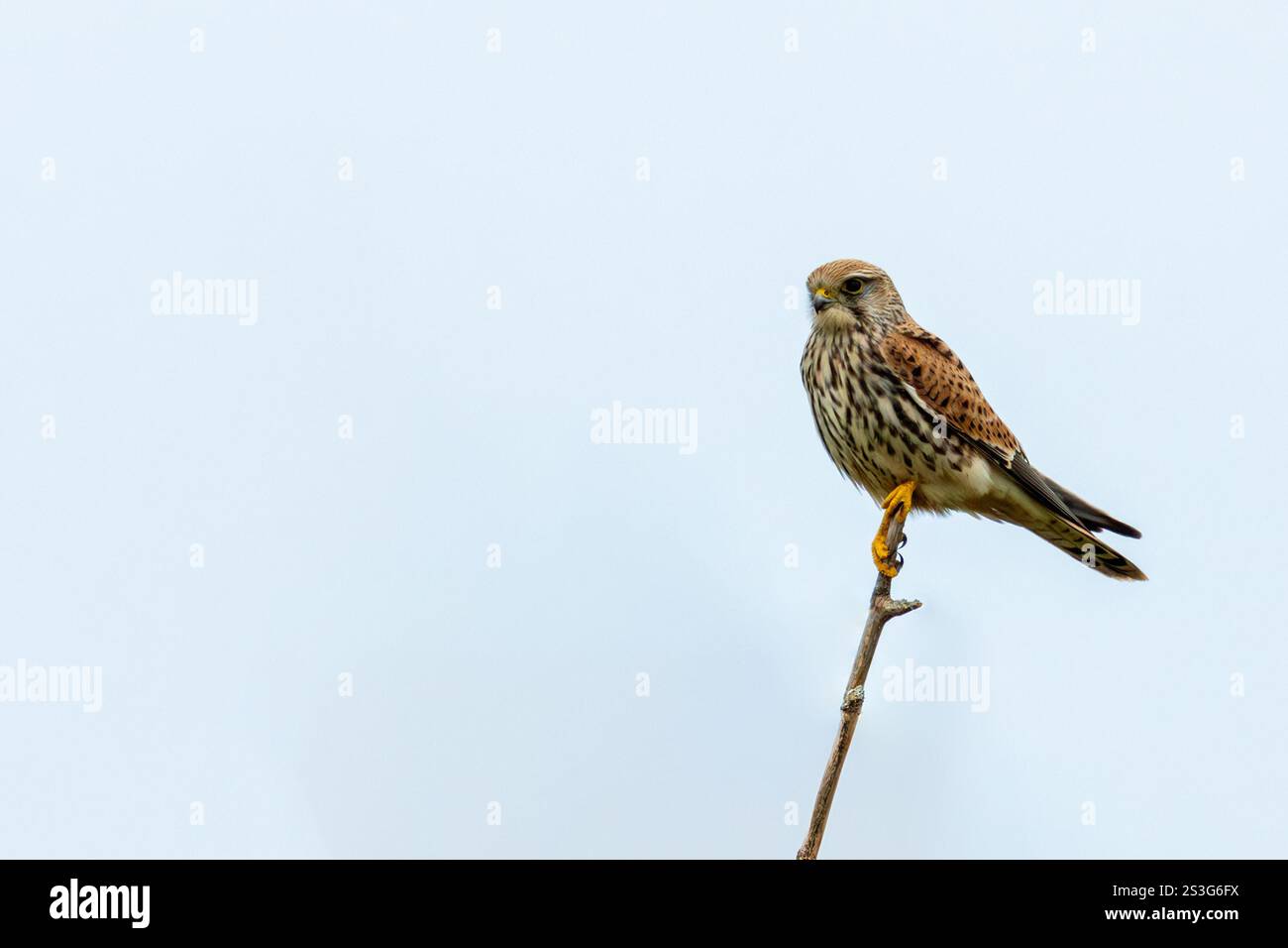 Kestrel, a small raptor feeding on small mammals and insects ...
