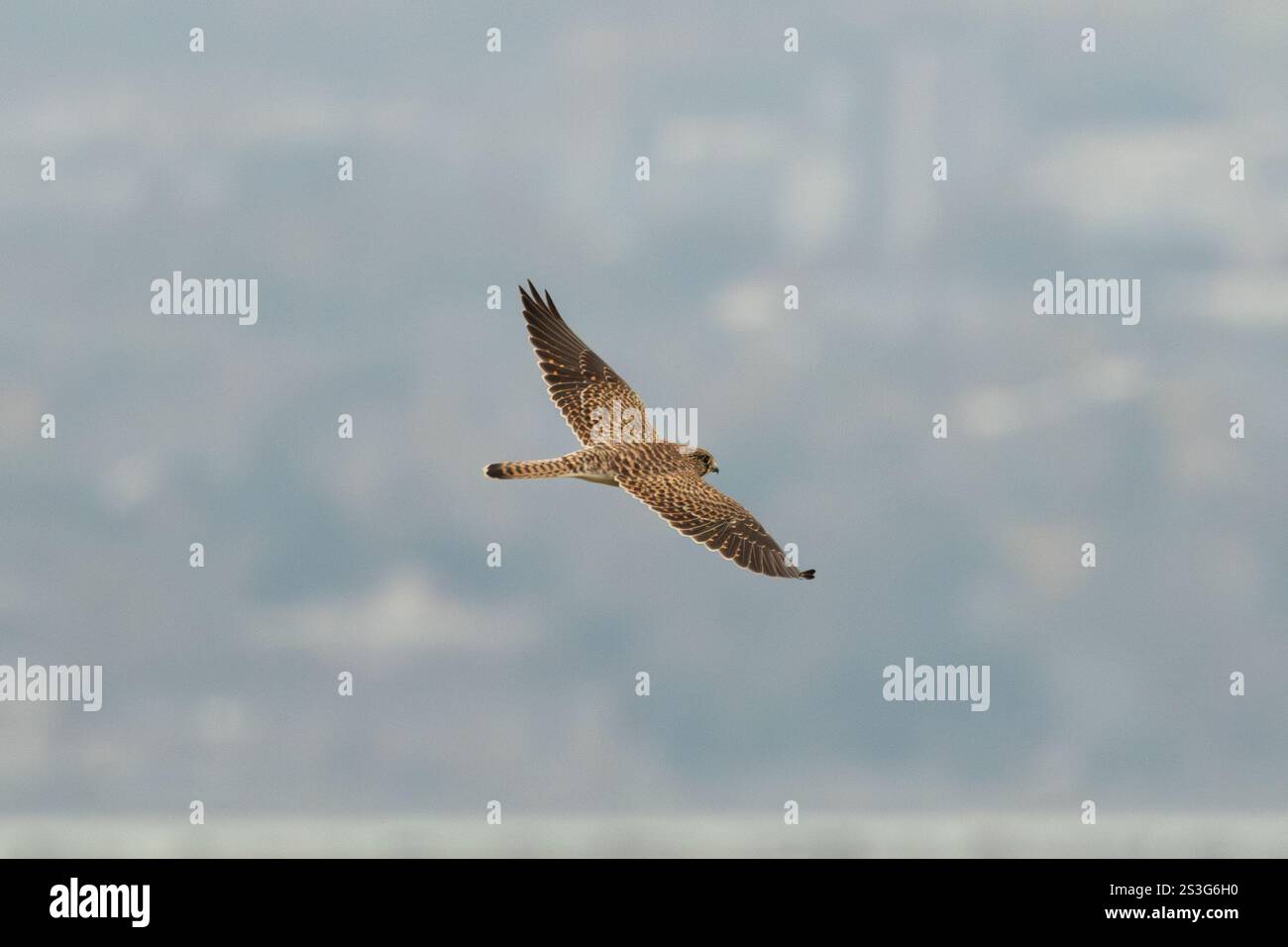 Kestrel, a small raptor feeding on small mammals and insects ...