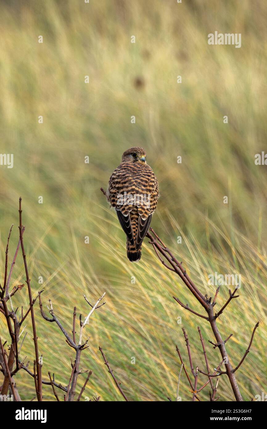 Kestrel, a small raptor feeding on small mammals and insects ...