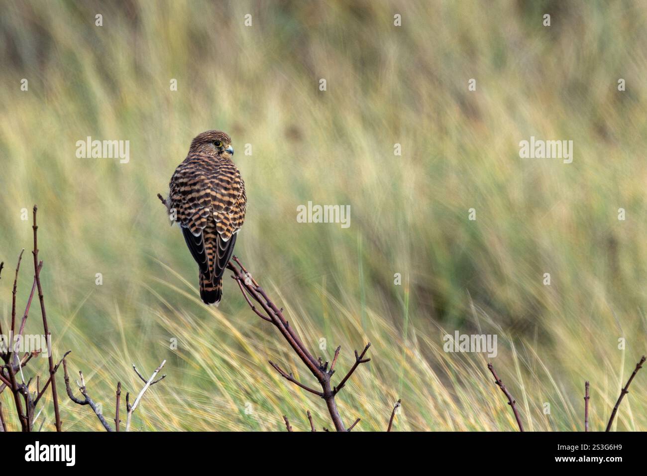 Kestrel, a small raptor feeding on small mammals and insects ...