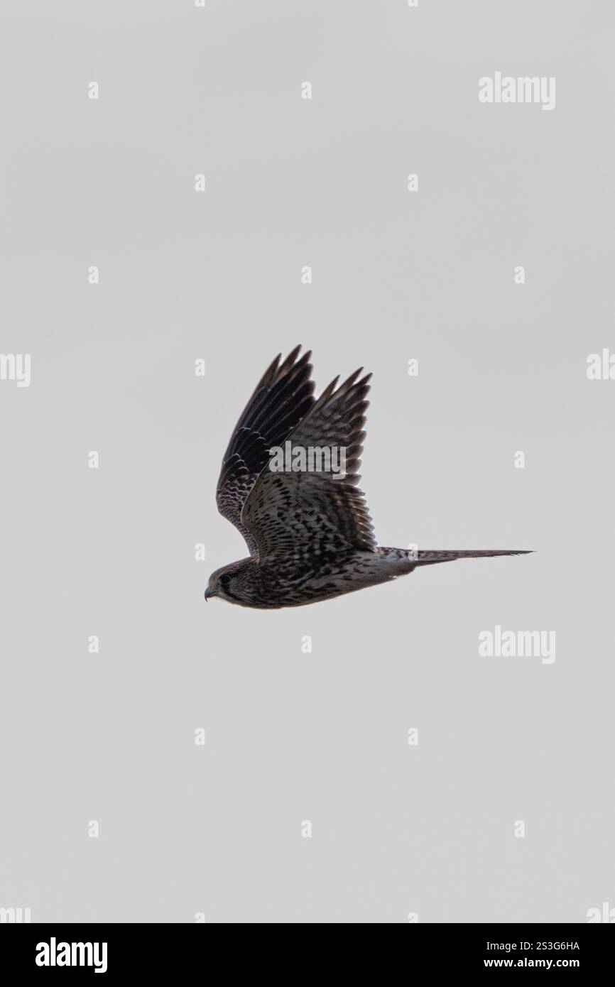 Kestrel, a small raptor feeding on small mammals and insects ...