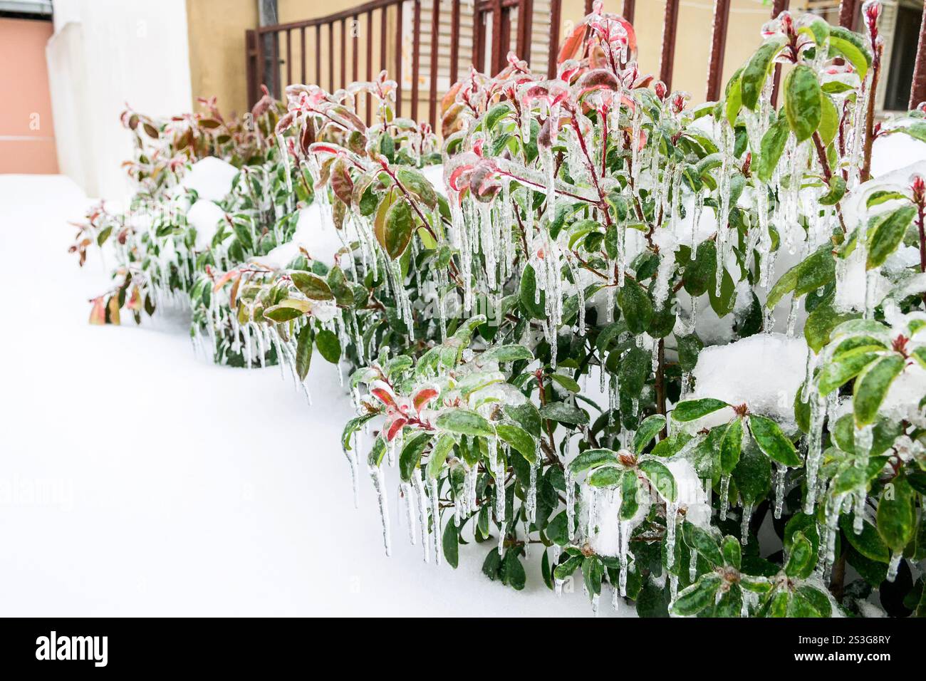 Frozen greenery, bushes and flowers in the garden in winter Stock Photo ...