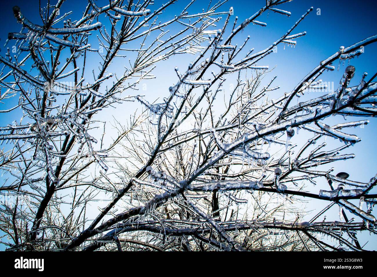 Frozen tree branches Stock Photo - Alamy