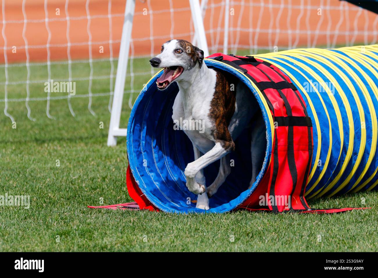Whippet dog coming out of a tunnel on the agility course Stock Photo ...