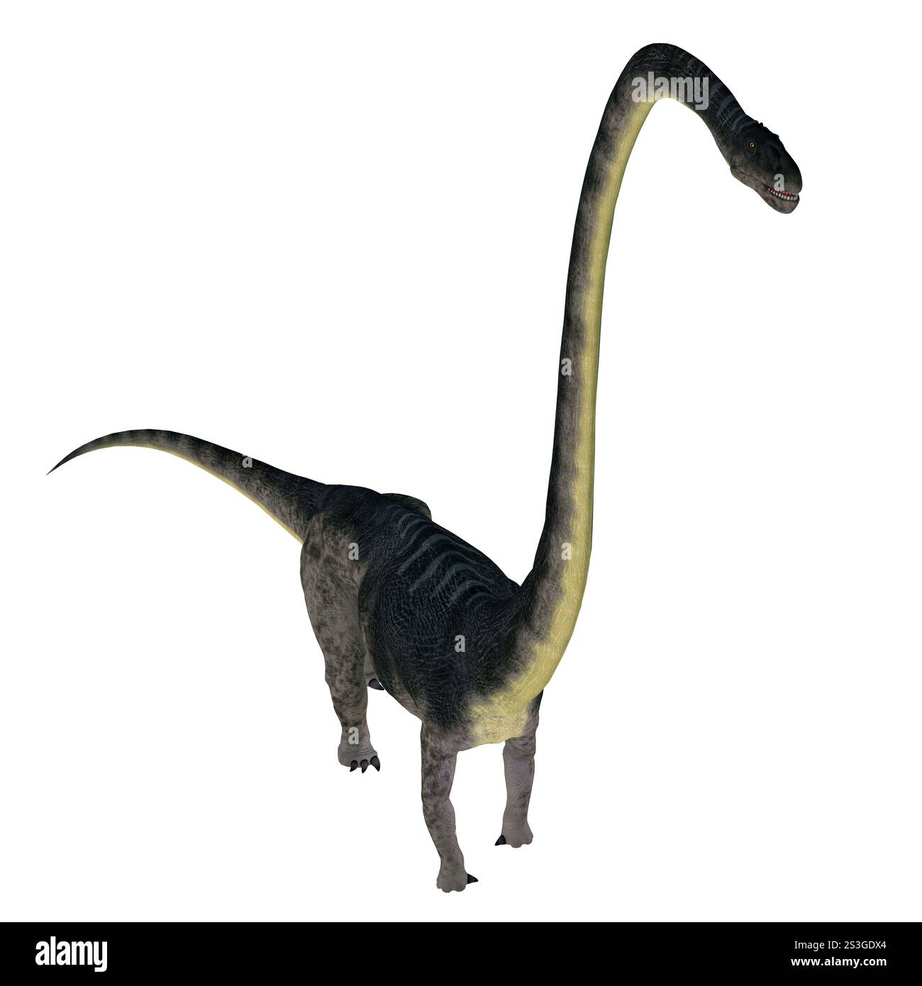 Omeisaurus was a herbivorous dinosaur that lived in the Jurassic Period ...