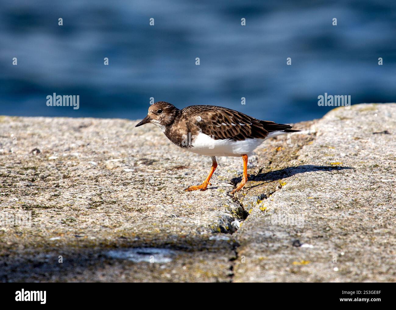 The turnstone, a shorebird feeding on crustaceans and insects, was ...