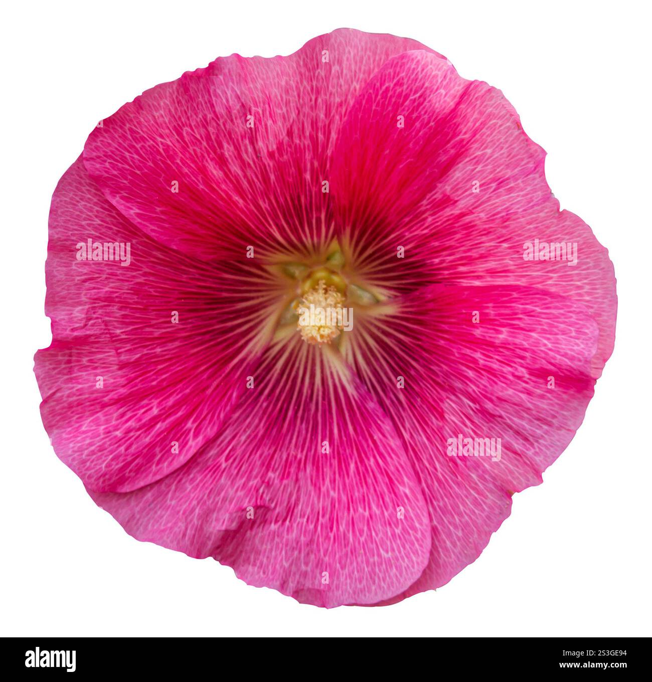 Pink alcea rosea common Cut Out Stock Images & Pictures - Alamy