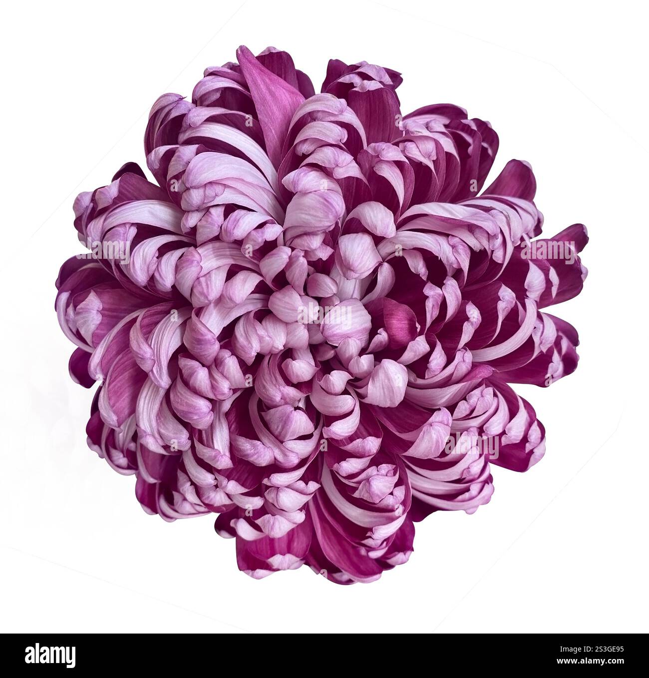 Top view of a Purple and White flower head isolated on white background ...