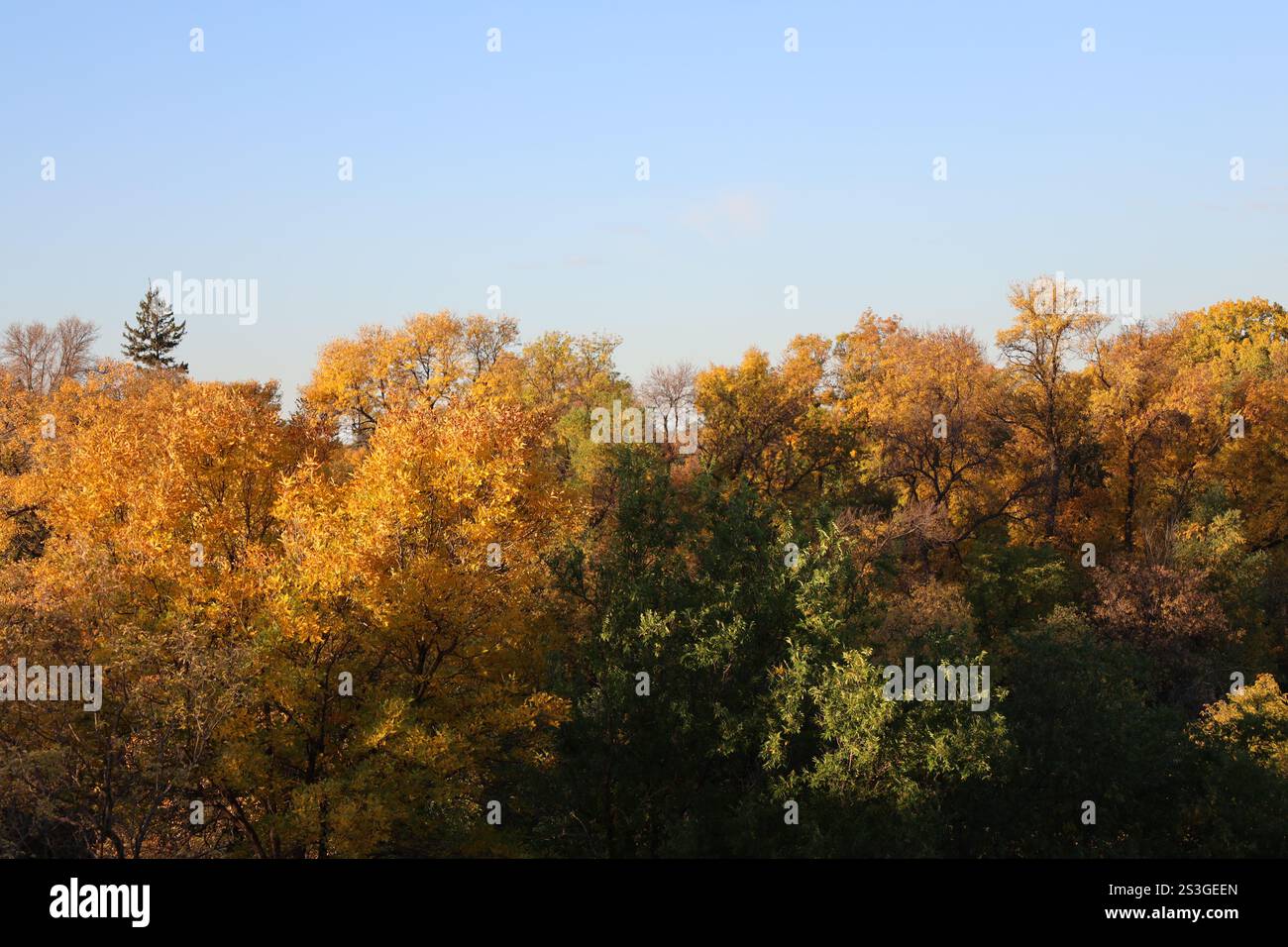 Autumn trees in fiery hi-res stock photography and images - Alamy