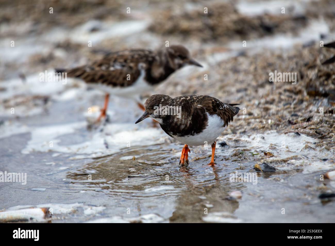 The turnstone, a shorebird feeding on crustaceans and insects, was ...
