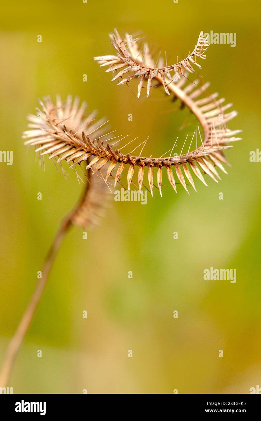 After dropping its fruit, the seed heads of Toothache grass, Ctenium ...