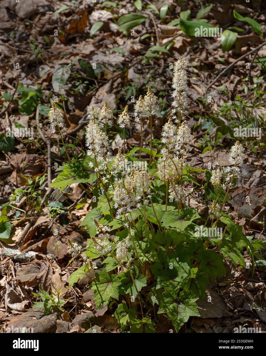 In spring, spikes of white Foamflowers, Tiarella cordifolia, bloom on ...