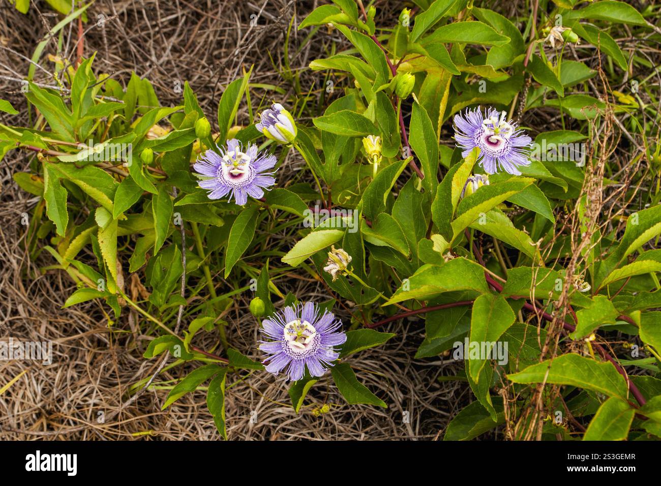 Purple Passionflower, Passiflora incarnata. Three showy flowers, many ...