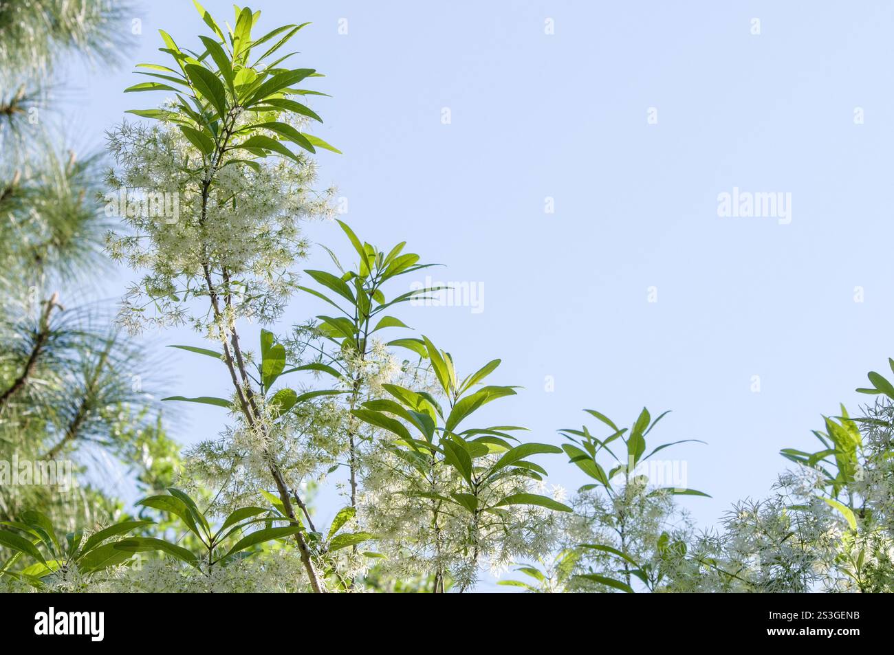 Frilly white flowers of Chionanthus virginicus, Fringe tree, against a ...