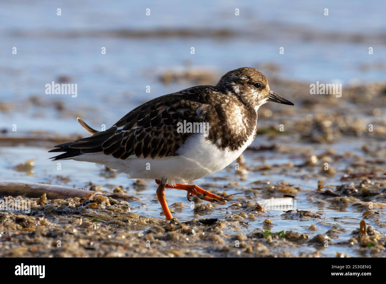 The turnstone, a shorebird feeding on crustaceans and insects, was ...