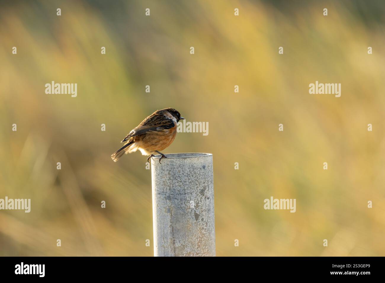 The stonechat, a small perching bird feeding on insects and seeds, was ...