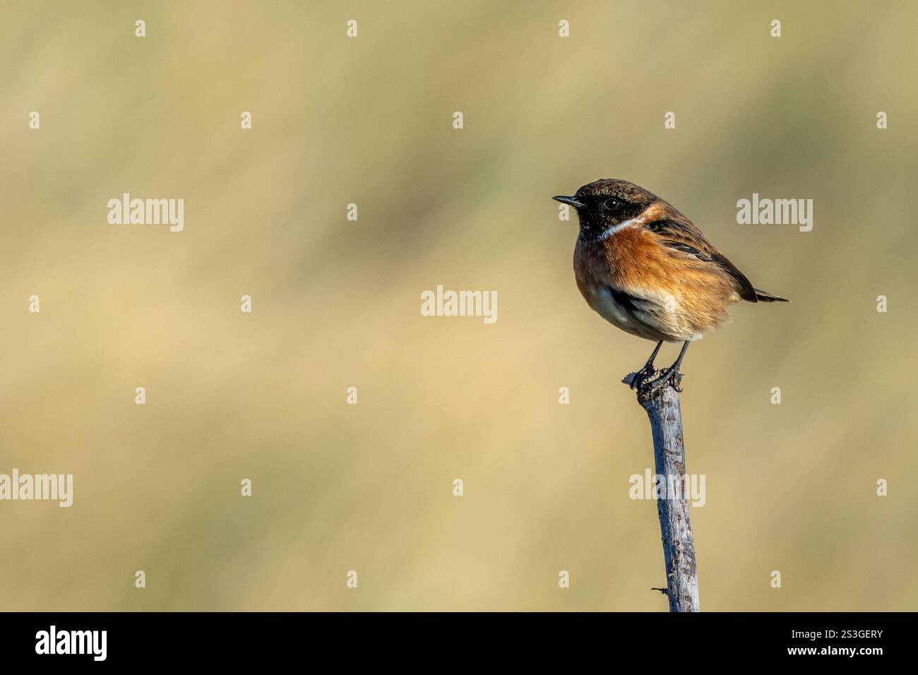 The stonechat, a small perching bird feeding on insects and seeds, was ...