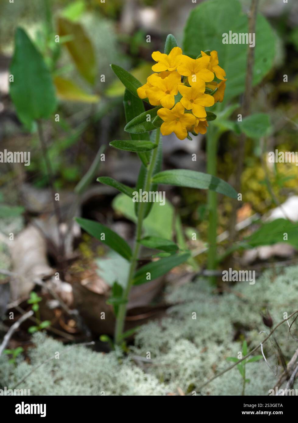 Golden-yellow flowers of Hoary Puccoon, Lithospermum canescens, an ...