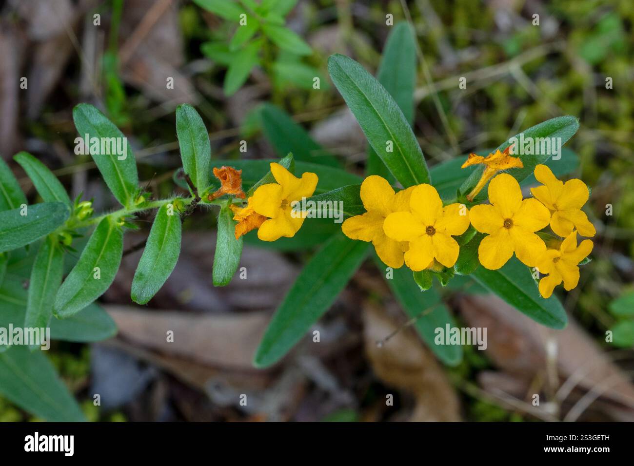 Cedar glades hi-res stock photography and images - Alamy