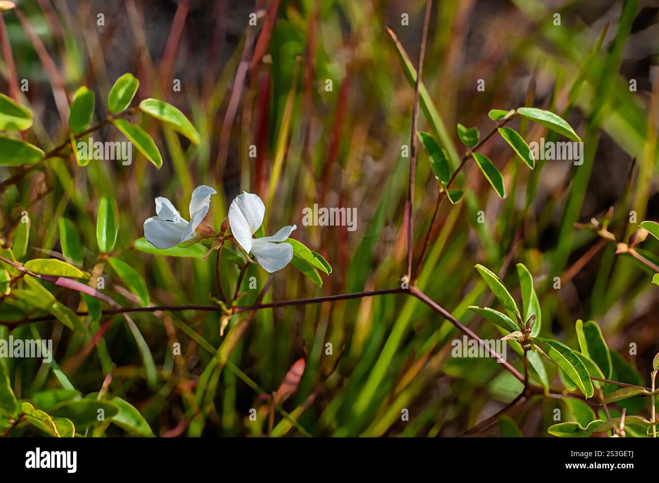 A side view of delicate twin white pea flowers, Galactia Elliotti ...