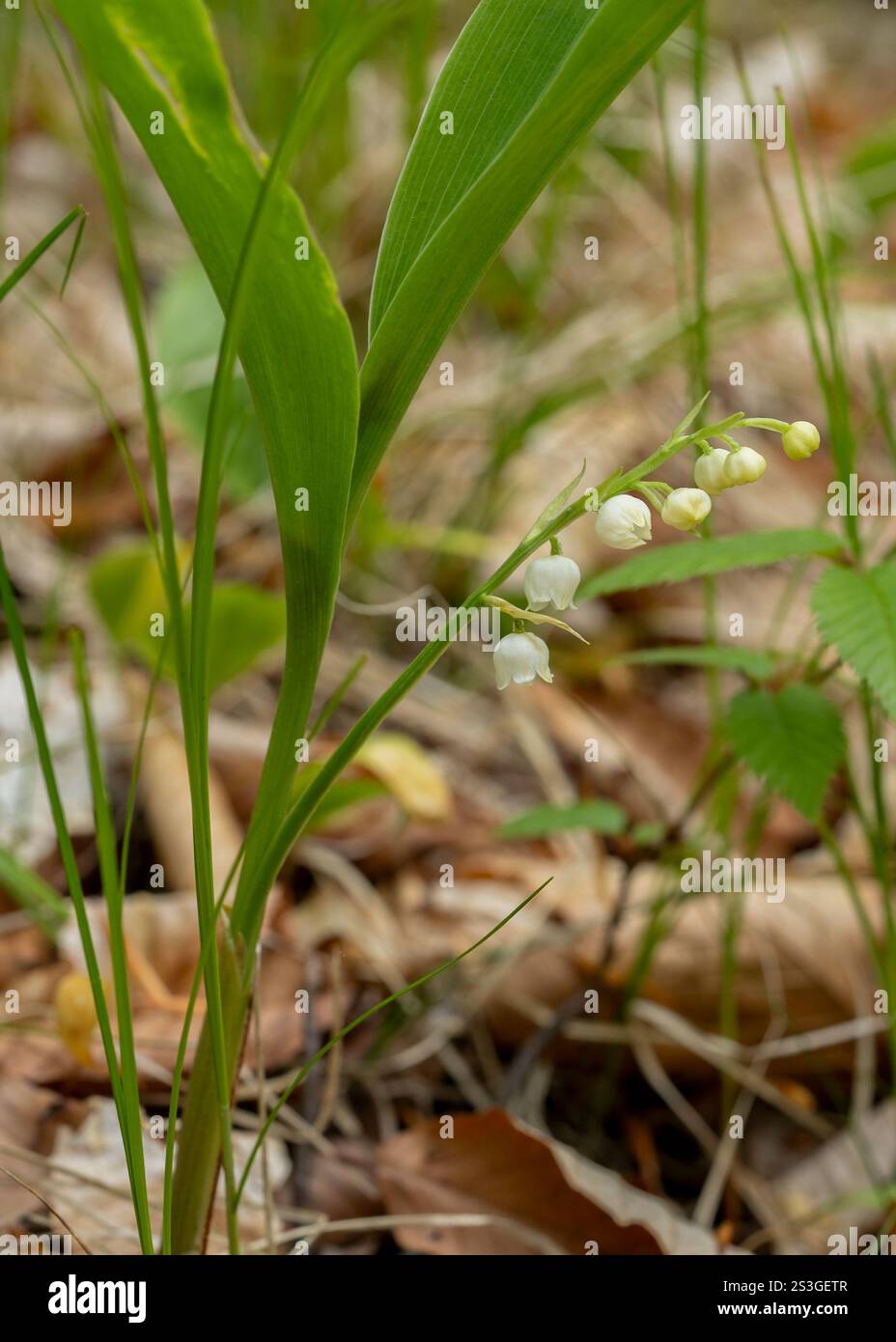 American Lily of the Valley, closeup of the leaves and white flowers ...