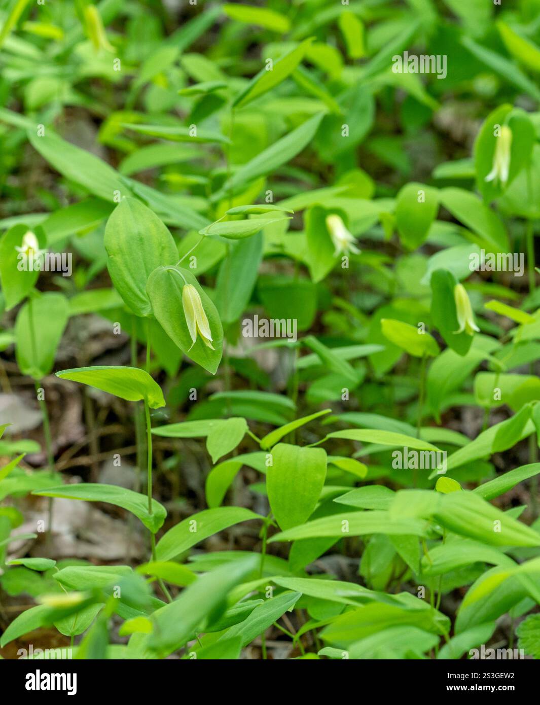 A colony of Perforated Bellflower, Uvularia perfoliata, with pale ...