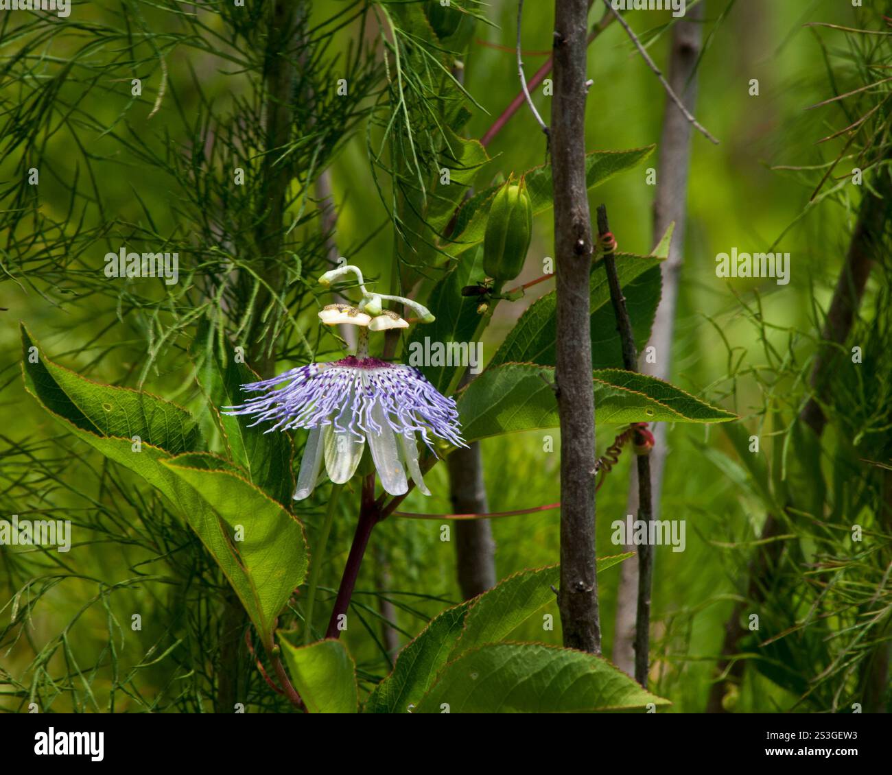 Fringed floral structure hi-res stock photography and images - Alamy