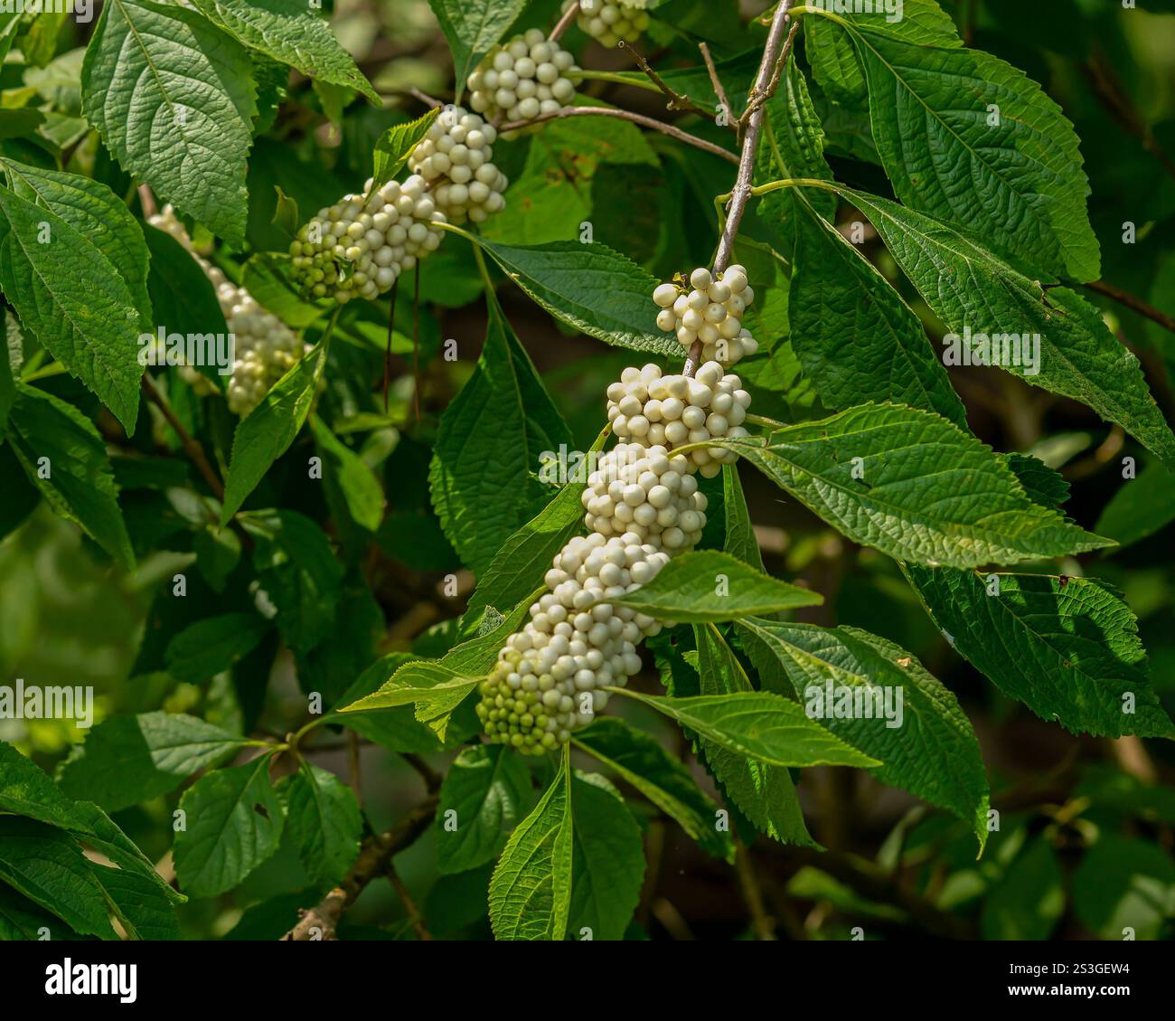 Native food source hi-res stock photography and images - Alamy