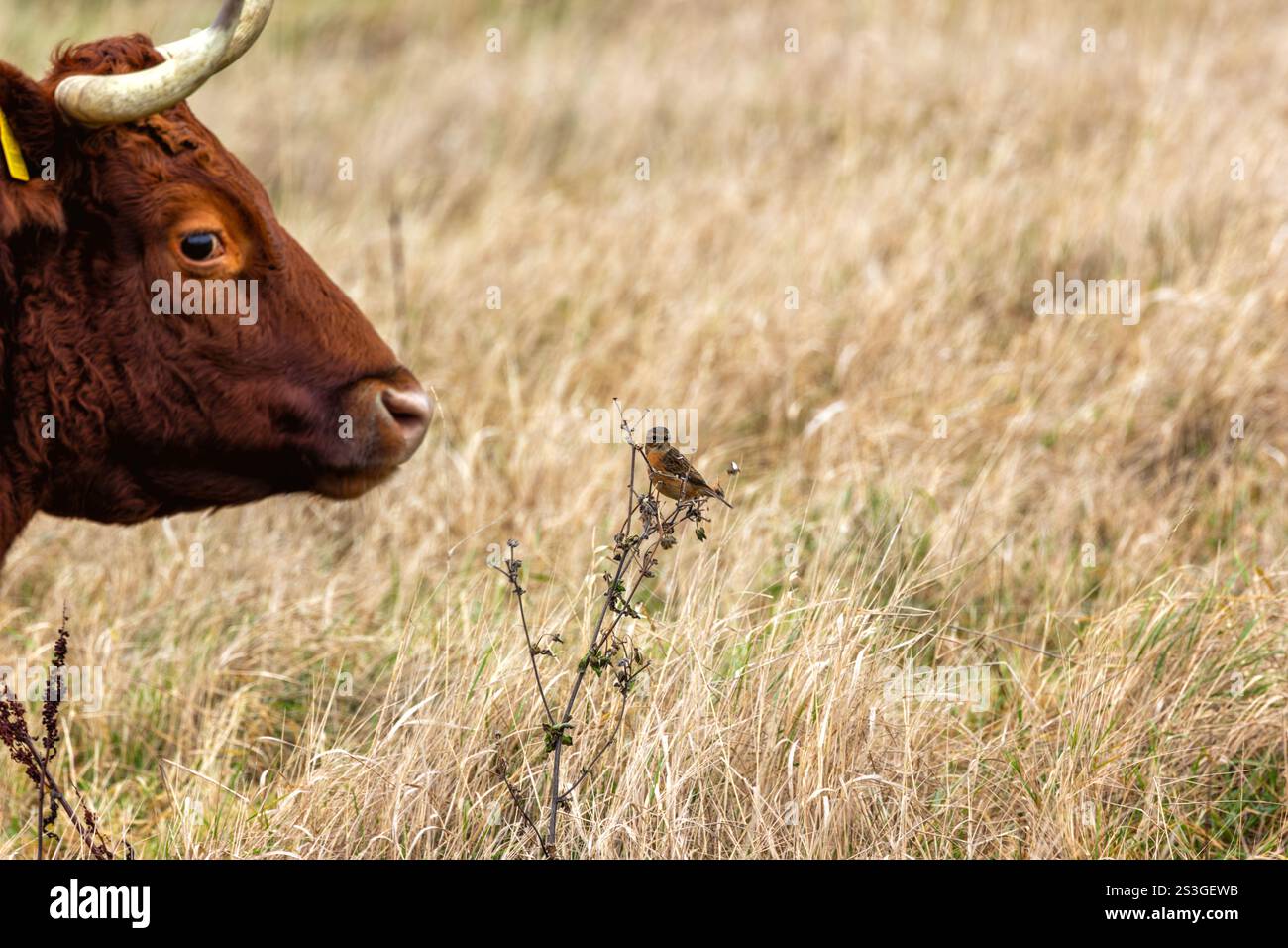 The stonechat, a small perching bird feeding on insects and seeds, was ...