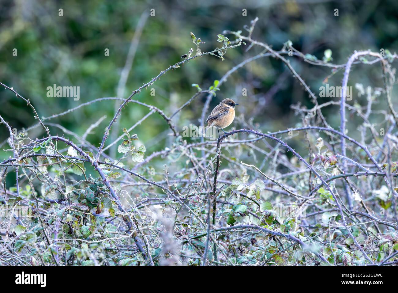 The stonechat, a small perching bird feeding on insects and seeds, was ...