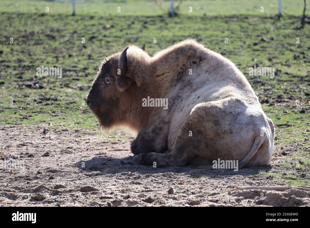 rare white Great Plains Bison laying in paddock Stock Photo - Alamy