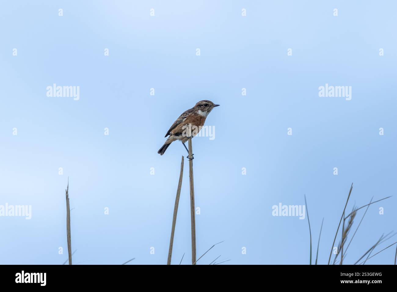 The stonechat, a small perching bird feeding on insects and seeds, was ...