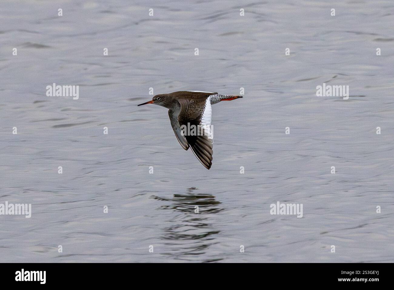 The redshank, a wader bird feeding on invertebrates, was photographed ...